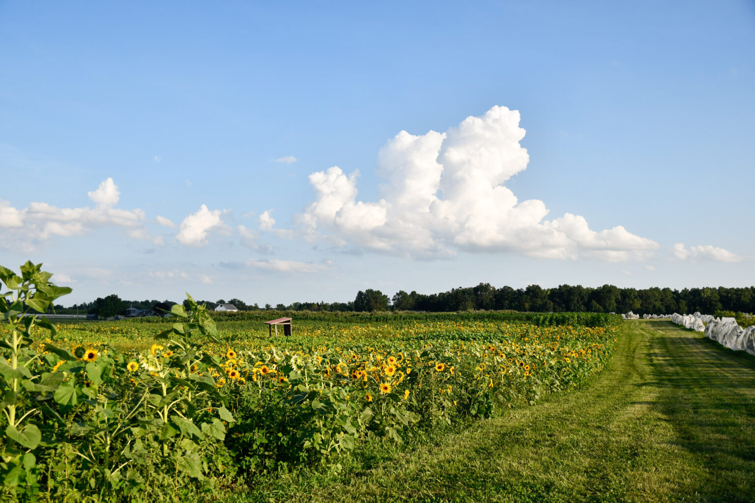 Lynd Fruit Farm holds onto fall traditions as the big city moves deeper ...