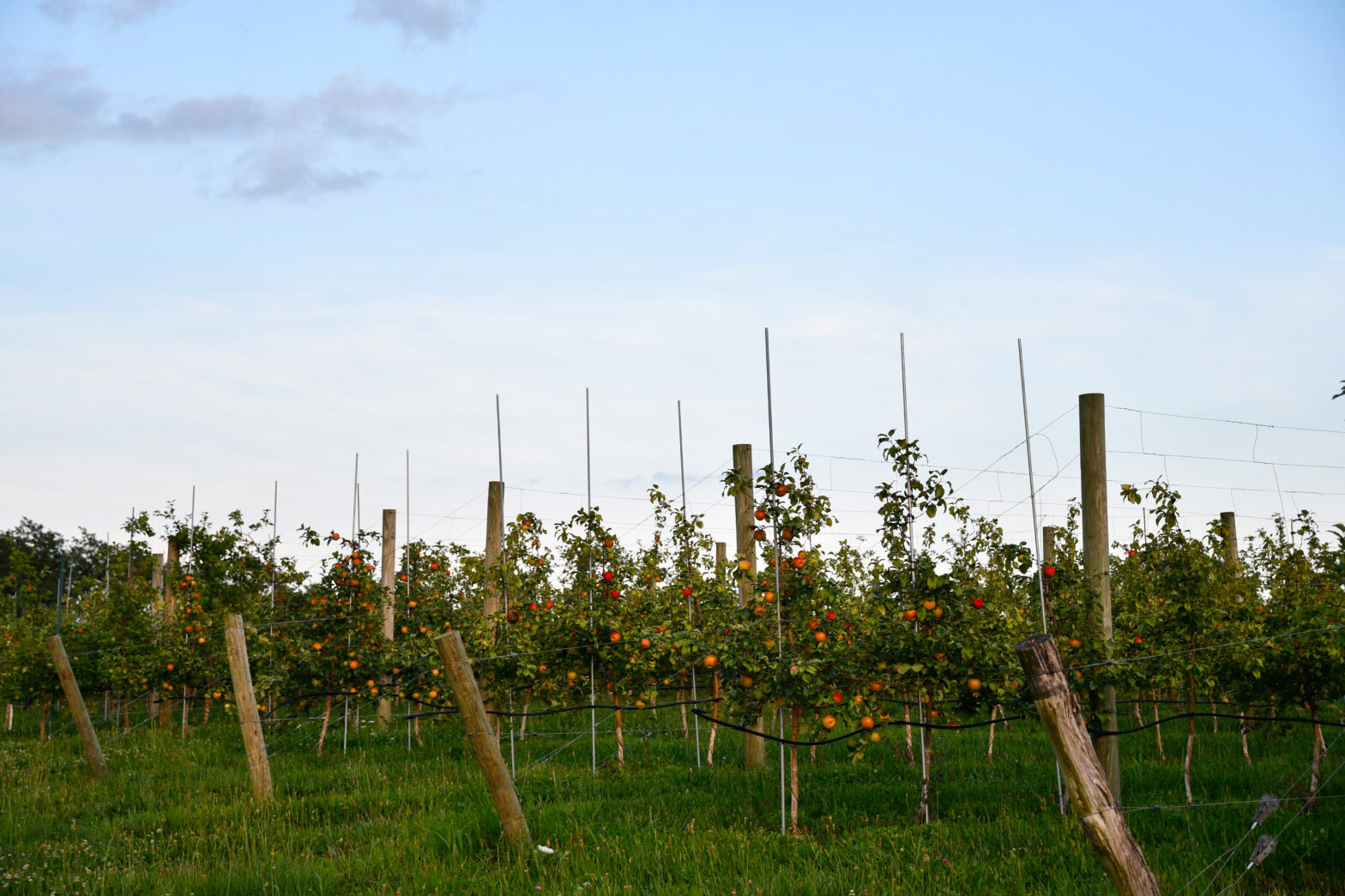 Lynd Fruit Farm holds onto fall traditions as the big city moves deeper ...