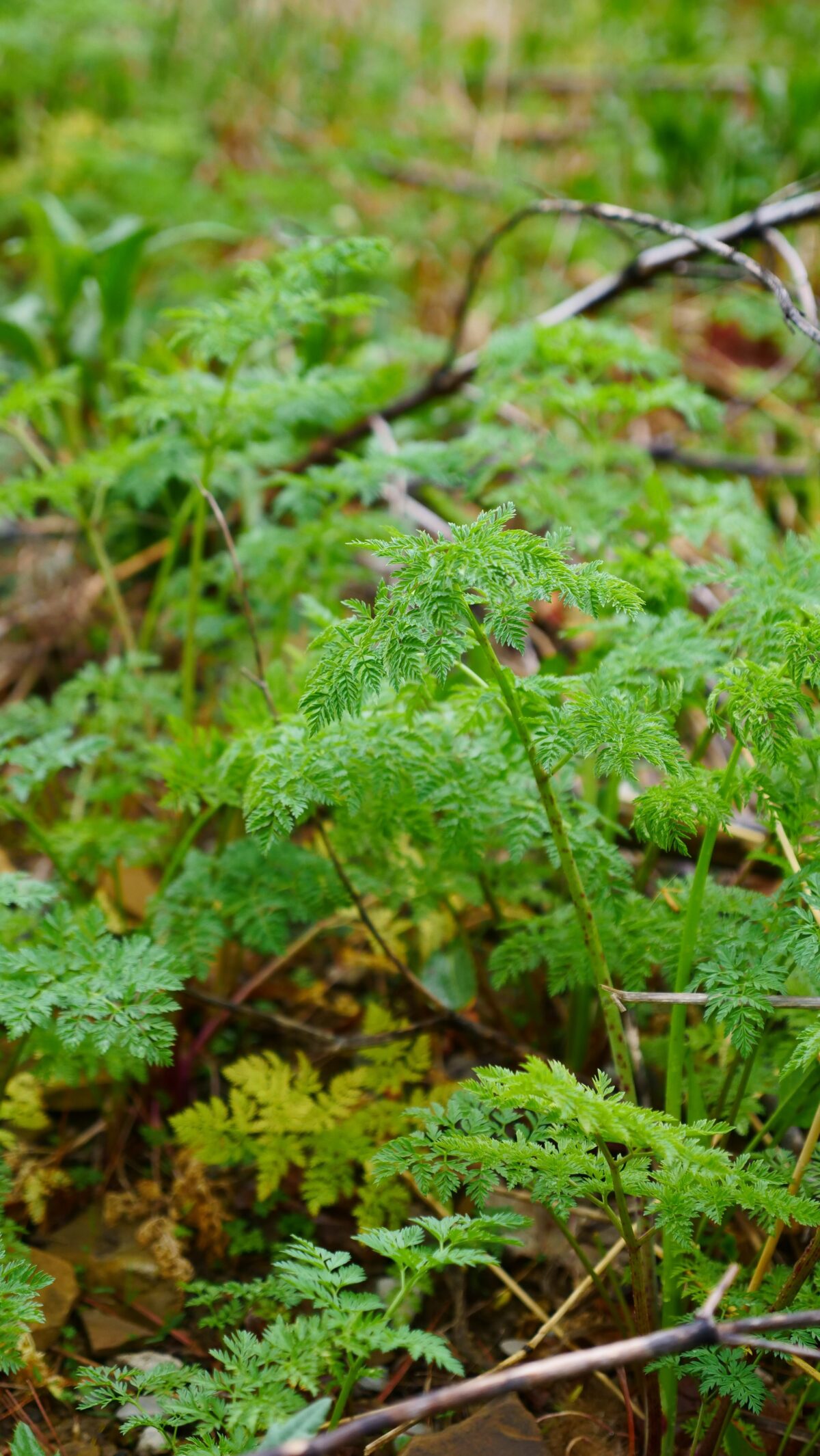 Deadly poison hemlock is taking off again in Licking County; experts ...