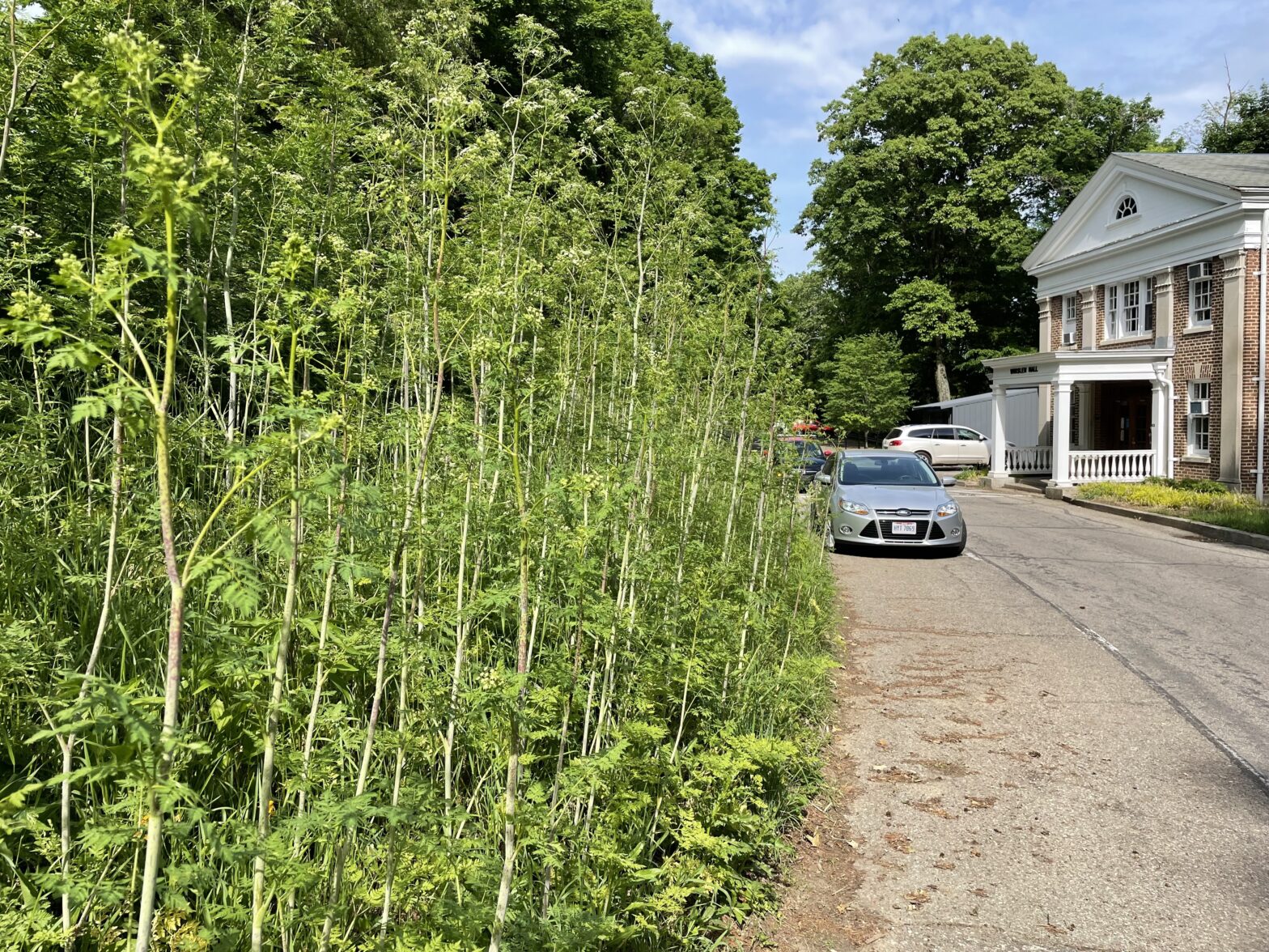 Potentially deadly poison hemlock is back. Now is the time to kill the ...