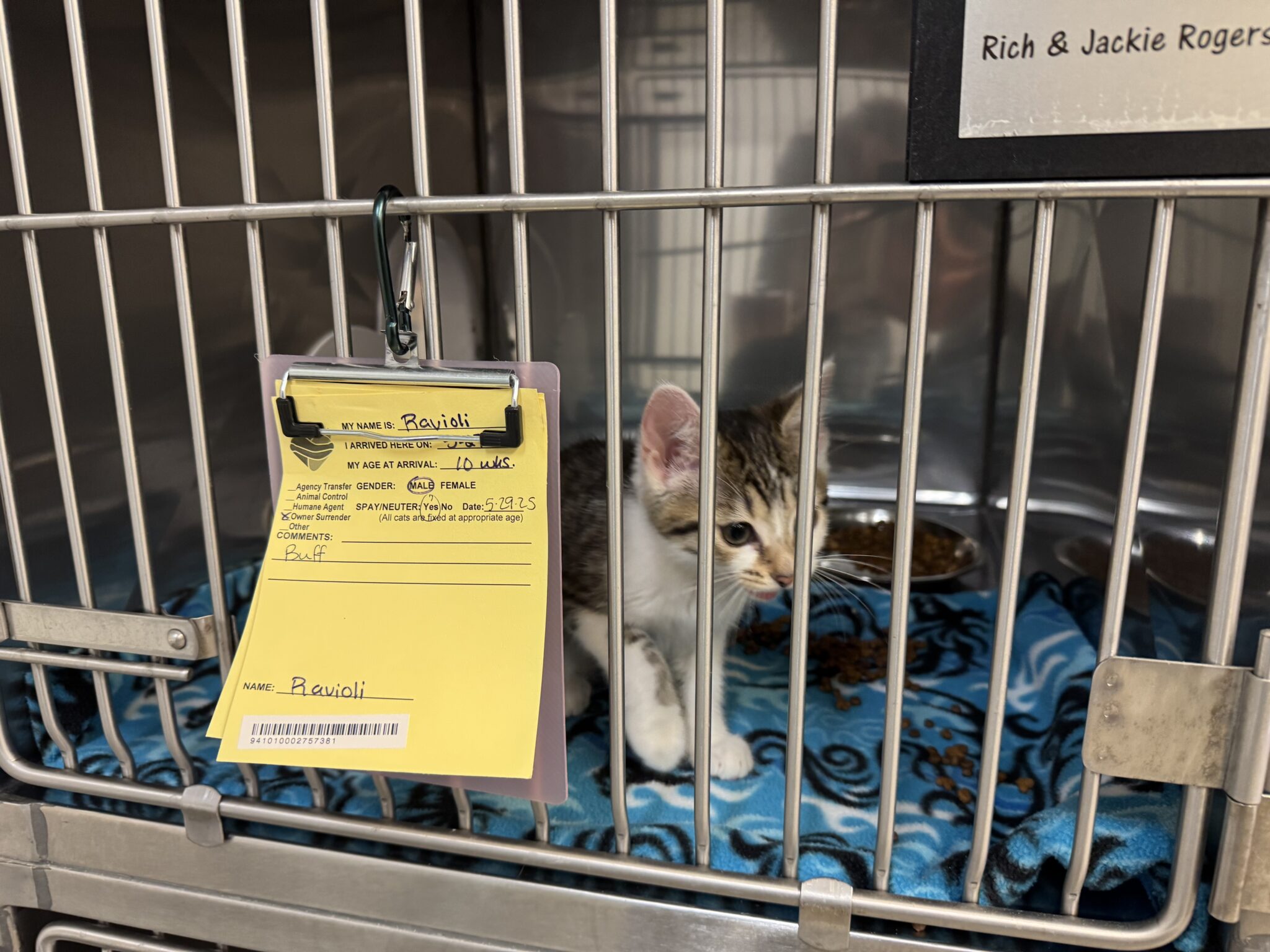 Ask Away: Animals at the Humane Society - The Reporting Project ...