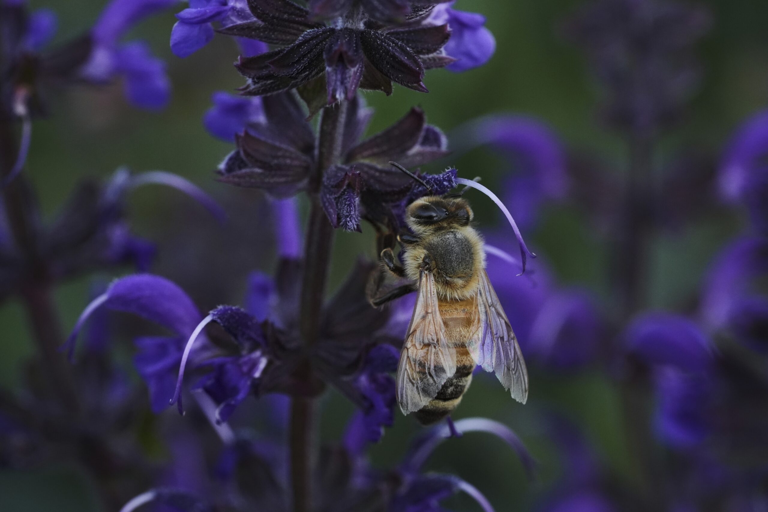 Bees have some ways to cope with a warming Earth, but Ohio researchers ...